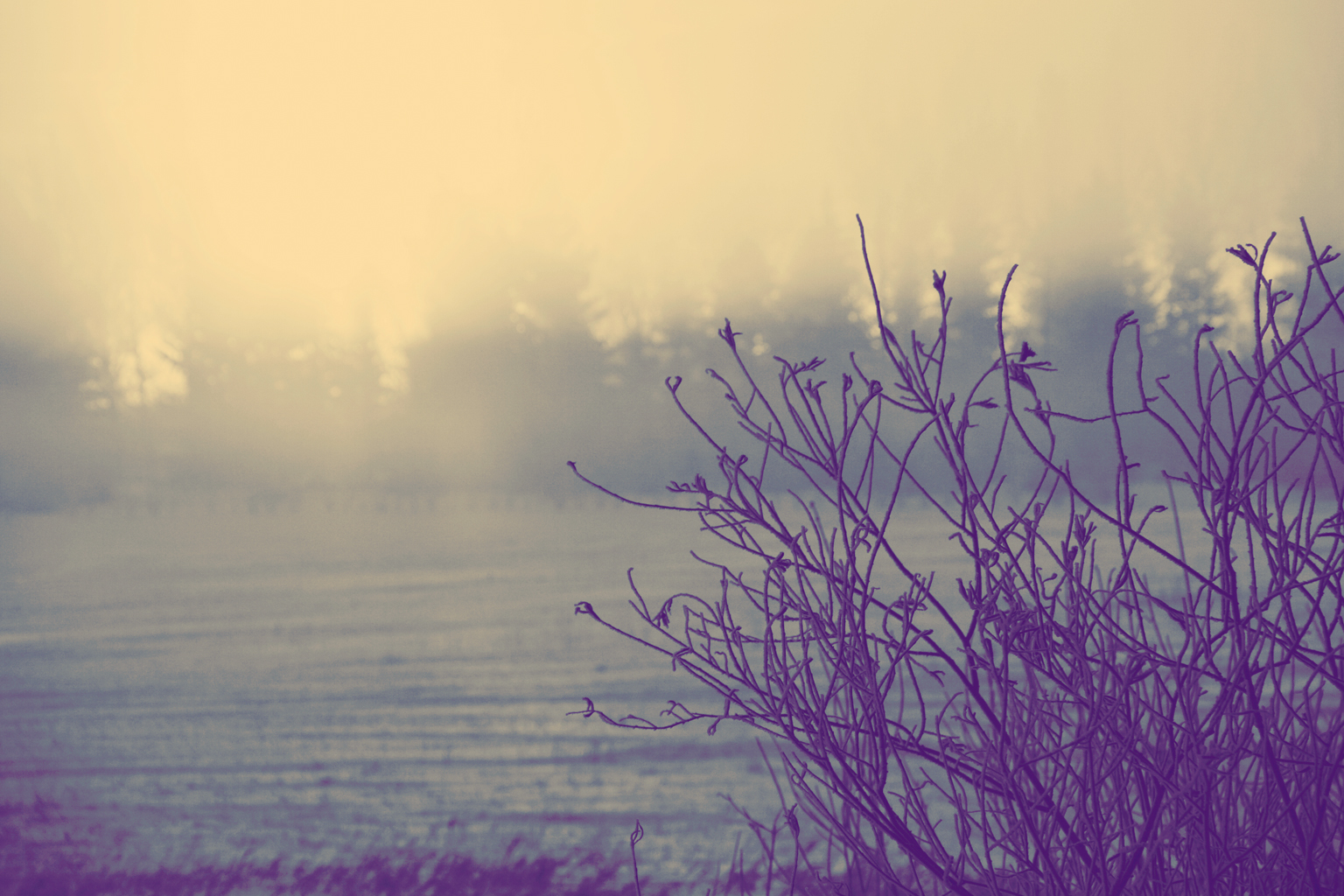 Modern Trinity or Classical Trinity? Thomas Joseph White and Matthew ...